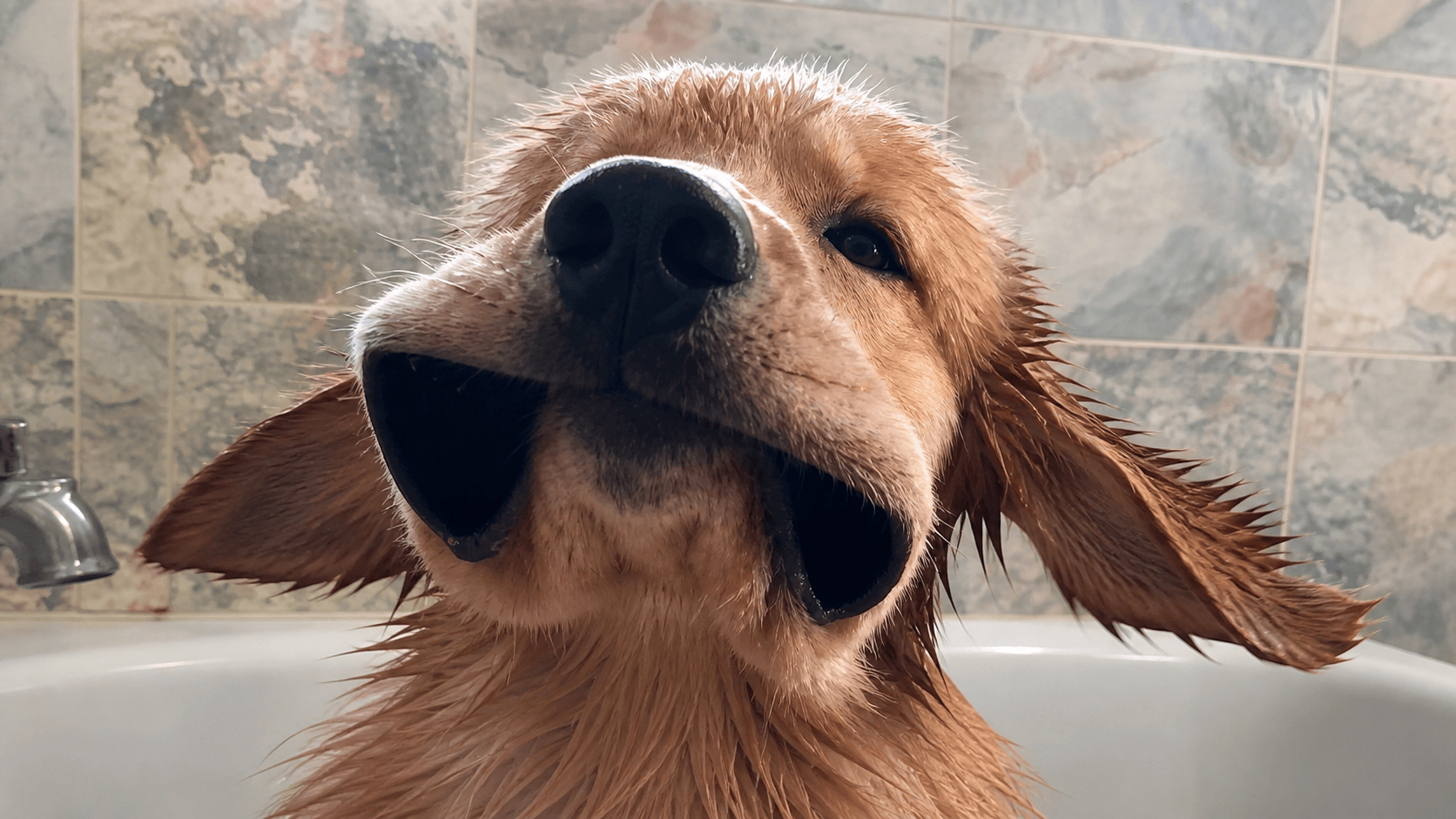 Dog VS blow dryer slow motion