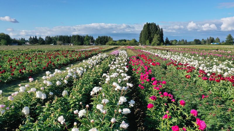 The world renowned Oregon peony garden with over 500 varieties is ...