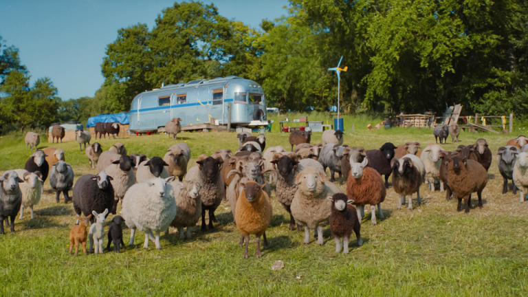 Movie review: 'The Sheep Detectives'