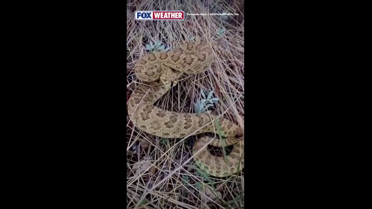 Colorado officials warn of rattlesnake encounters