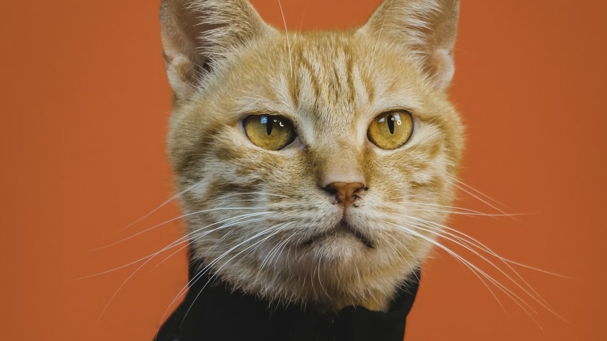 Here's how you can reduce the cost of owning a cat without affecting ...
