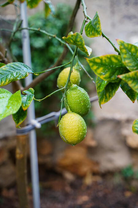 Para qué sirve colgar papel aluminio en un limonero: el truco que gana ...