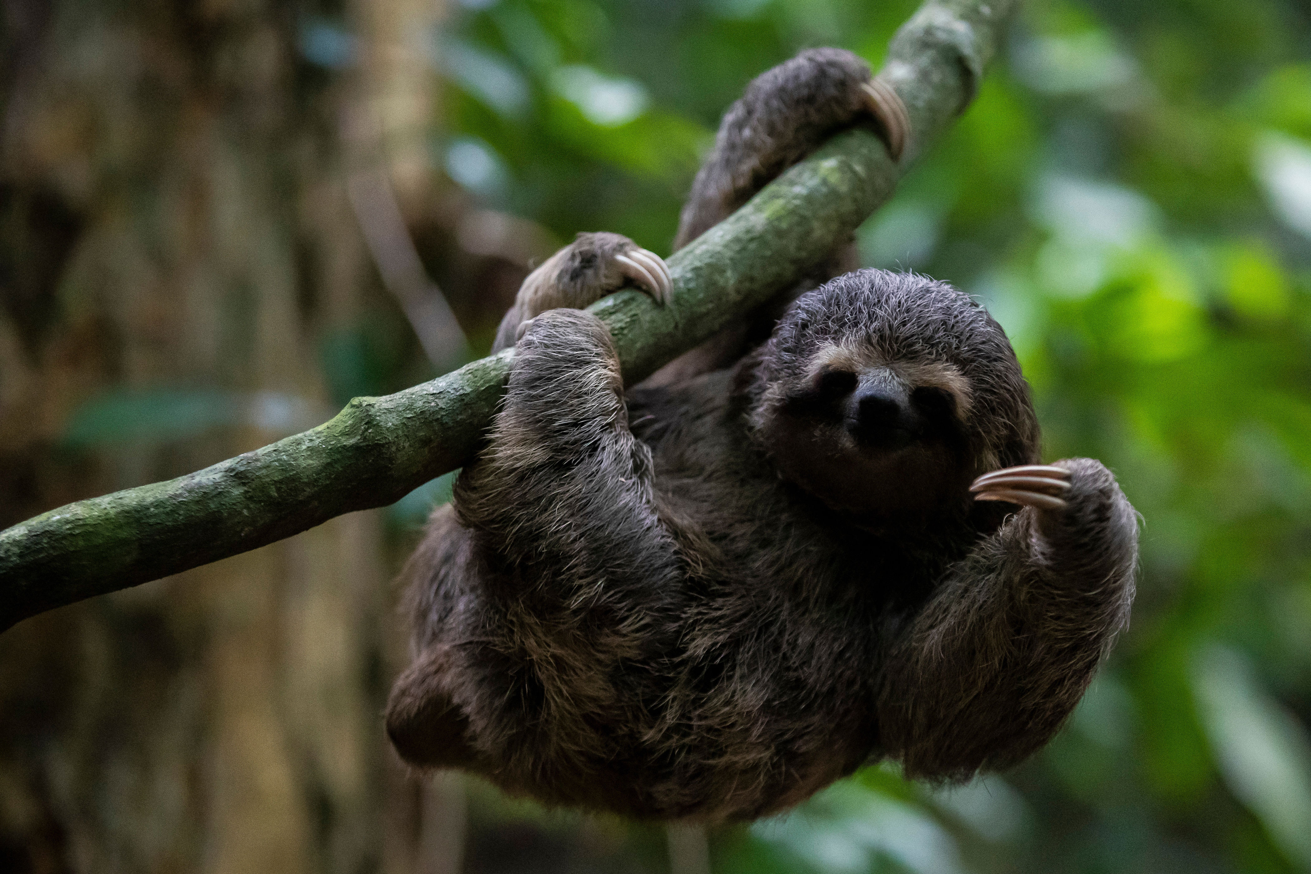 Fallece otro perezoso de Sloth World en Florida; investigan al parque ...