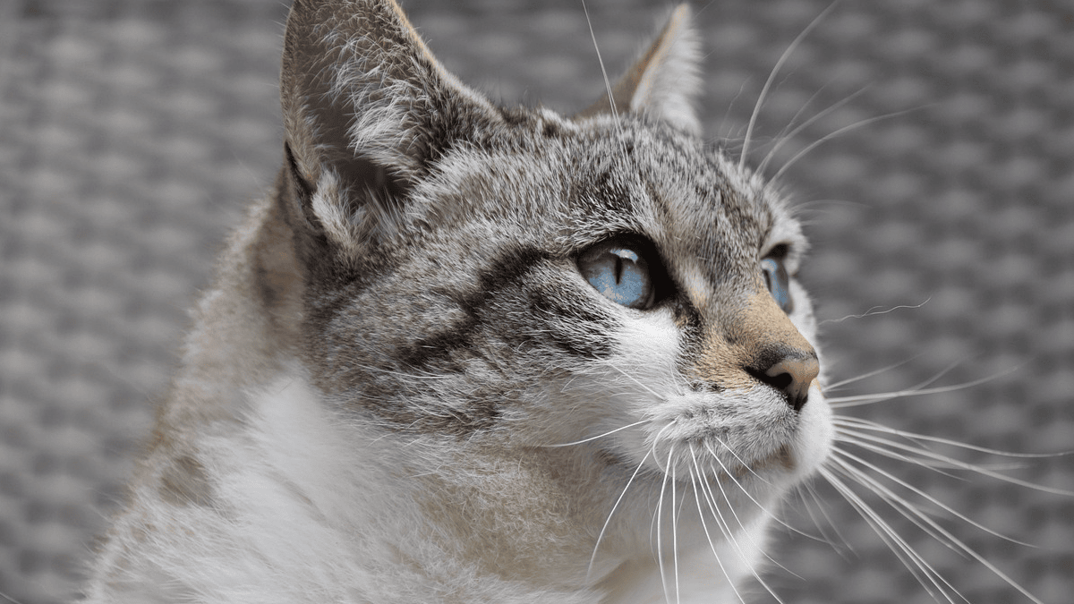 If you notice these 9 signs, your cat misses you when you leave ...