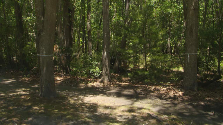 Charleston board approves removal of 22 historic oak trees for ...