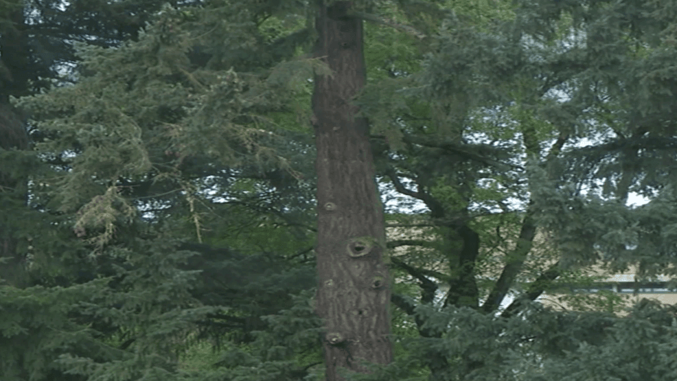 Century-old Douglas fir on UO campus removed over safety concerns
