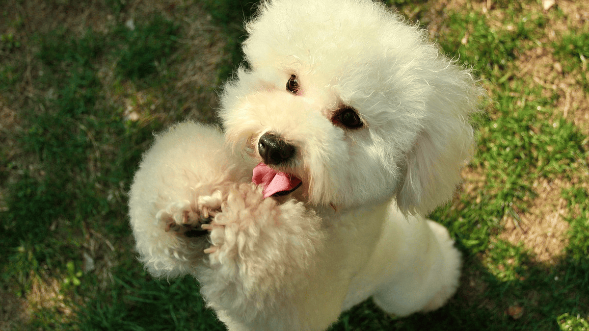 12 reasons your pet feels happy and safe at home, according to ...