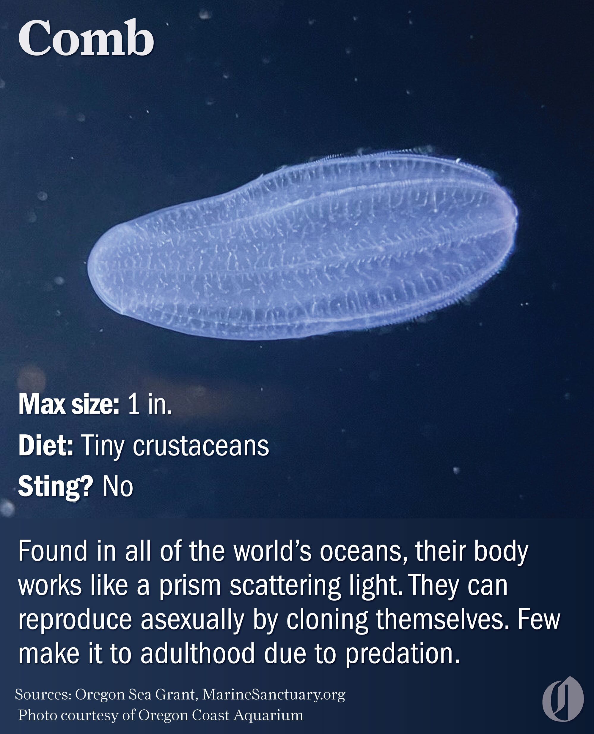 A guide to gelatinous creatures off Oregon’s coast, from Velella to ...
