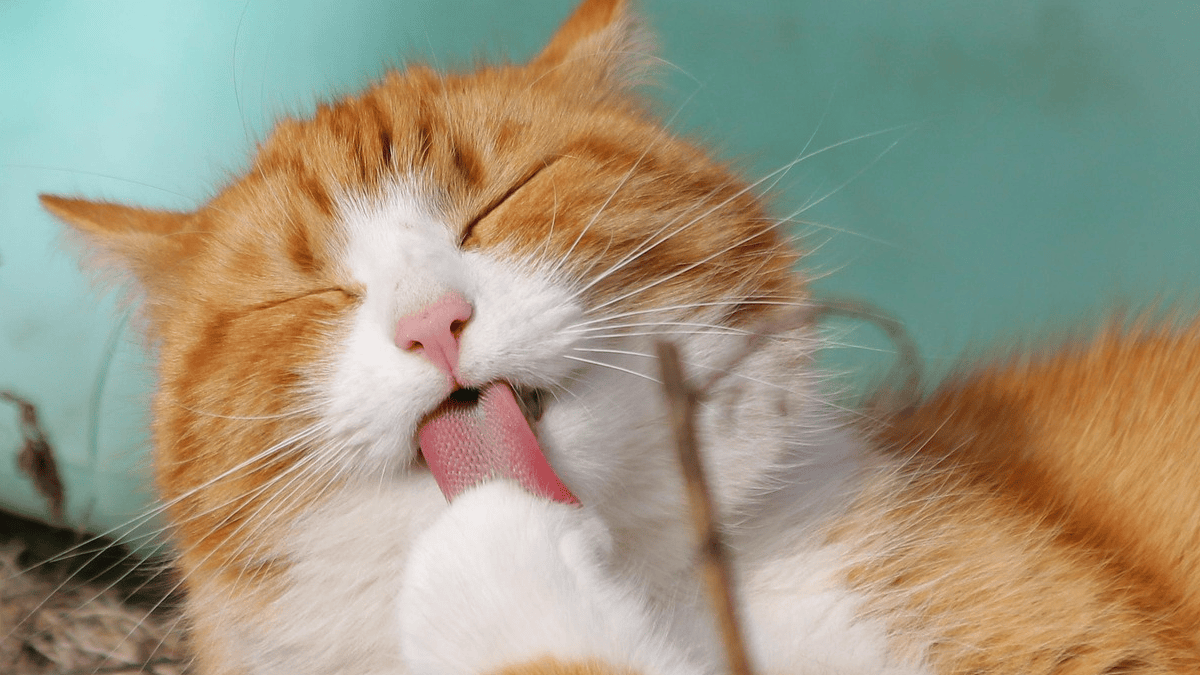 If you notice these 9 signs, your cat misses you when you leave ...