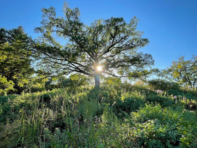 The Minnesota Narnia trail hiding inside a wildflower garden with 600 ...