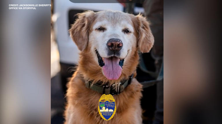 Watch: Florida K-9 finds missing teen with autism alone in parking lot ...