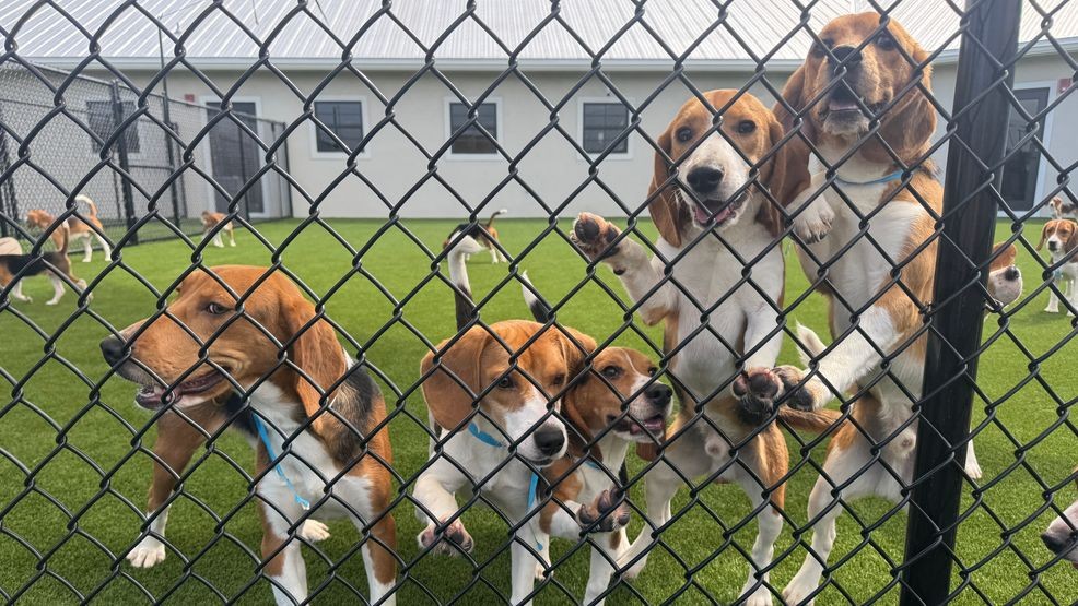 Saved from a lab, learning to be dogs; beagles arrive at Big Dog Ranch ...