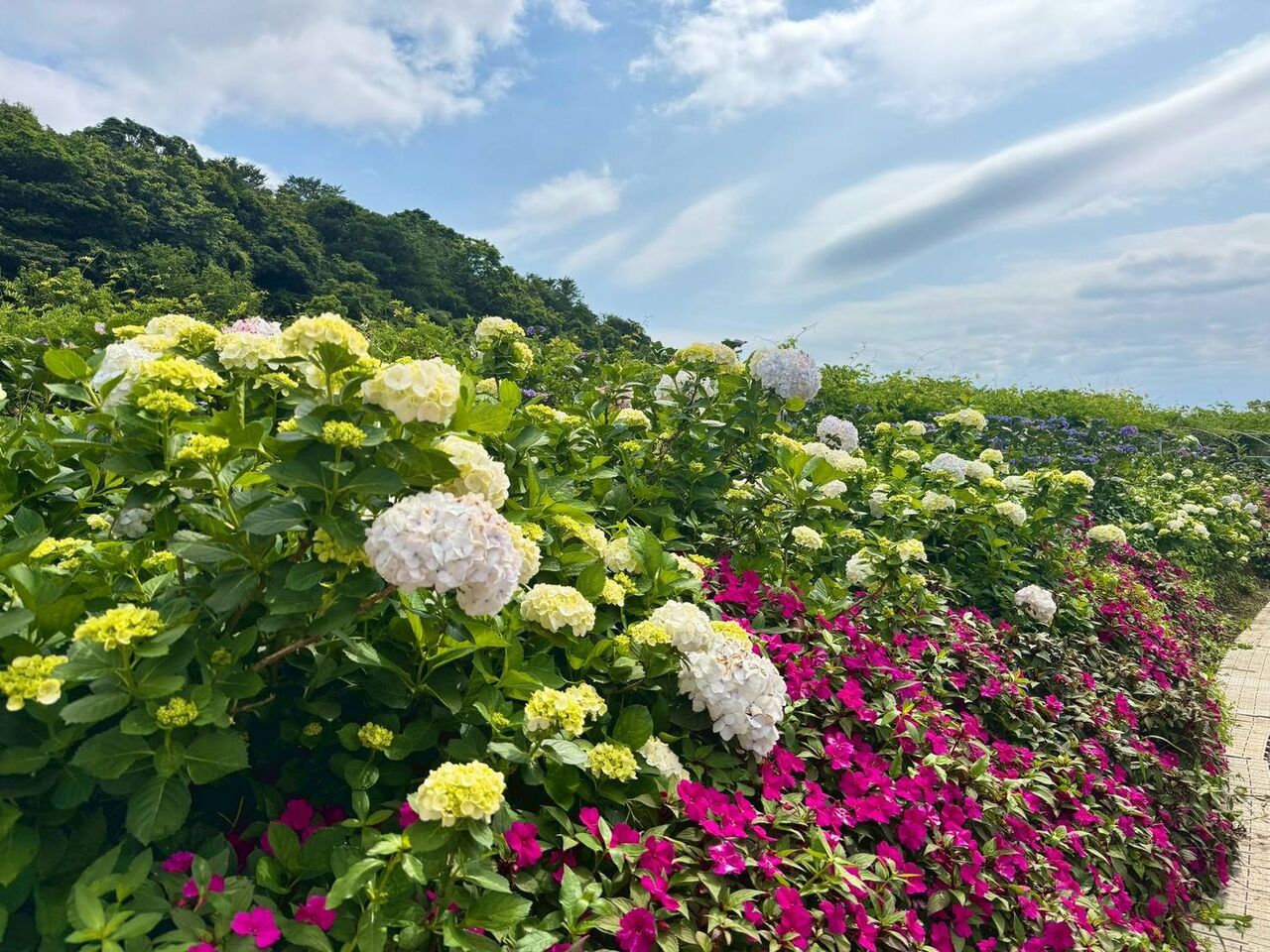 萬里「1.8萬坪繡球花田」花開4成 5/8起三天入園打卡贈冰淇淋