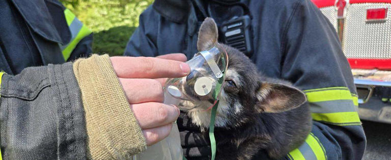 Crews revive family dog with oxygen after house fire in Thurston County