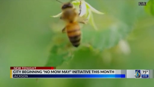 Jackson begins 'No Mow May' initiative