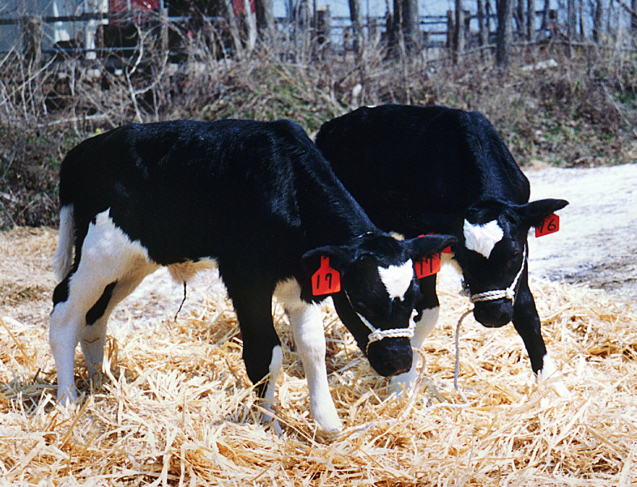 64 calves stolen from a farm overnight. Officials are investigating