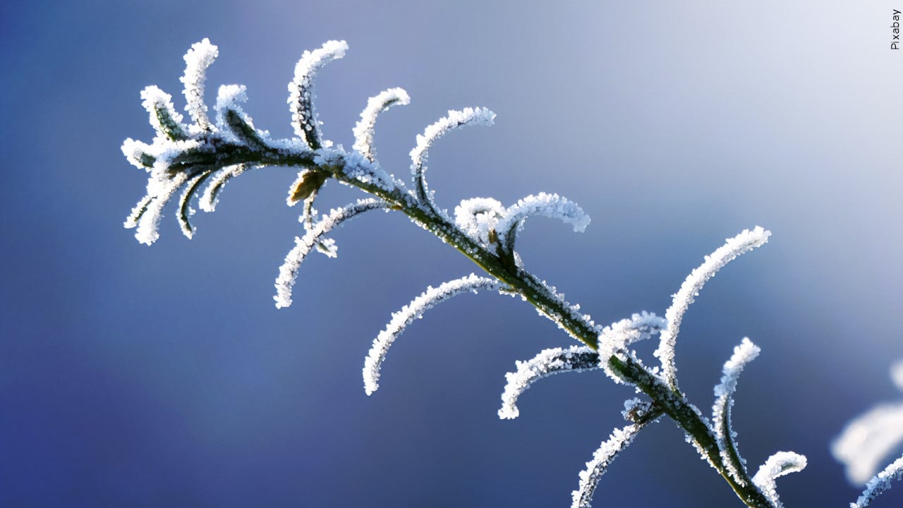 Colorado Springs expert shares tips to protect plants ahead of heavy ...