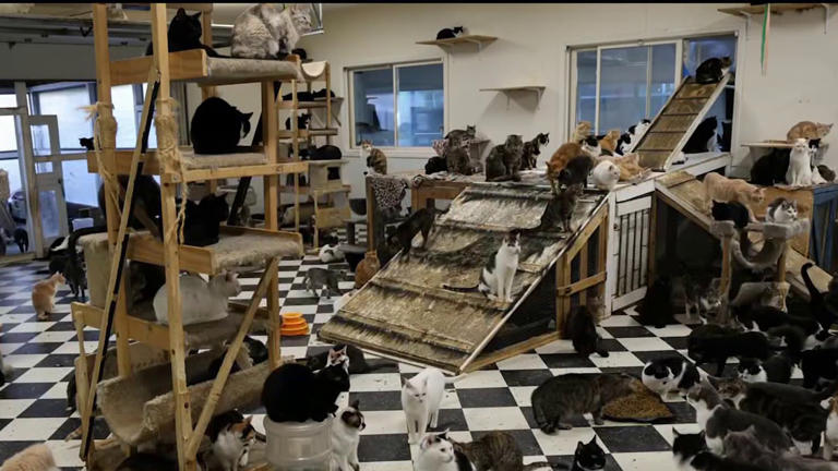 Neglect investigation unfolds at Julian animal sanctuary