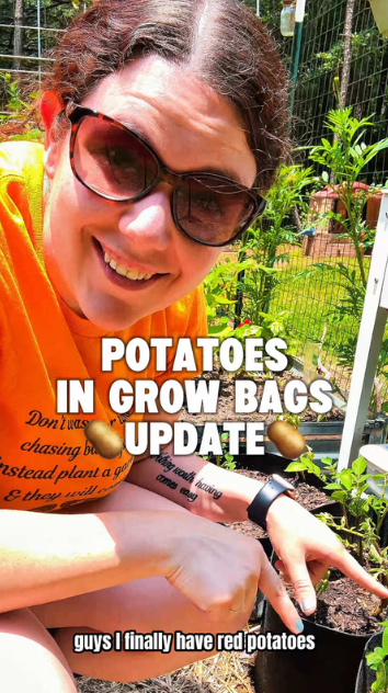 How to grow potatoes in grow bags at home