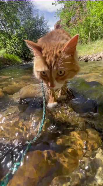 Peaceful hiking cat videos offer a calm escape from stress