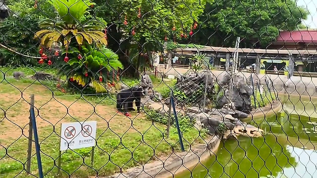Playful zoo moment draws laughs as monkey throws present to the crowd