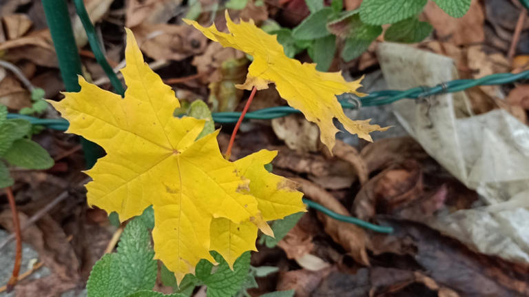 What to do if you find a Norway maple tree in your yard