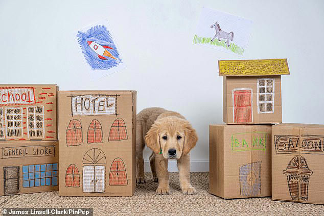 Meet Buzz the guide dog puppy who is training for infinity and beyond