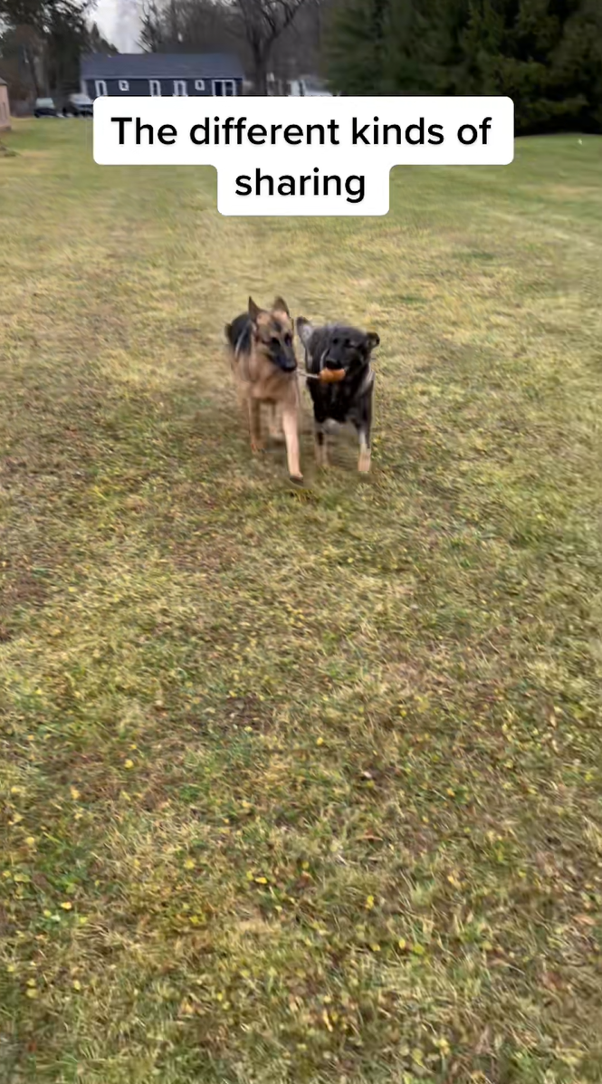 All Siblings Can Relate Different Kinds Of Sharing With Dogs