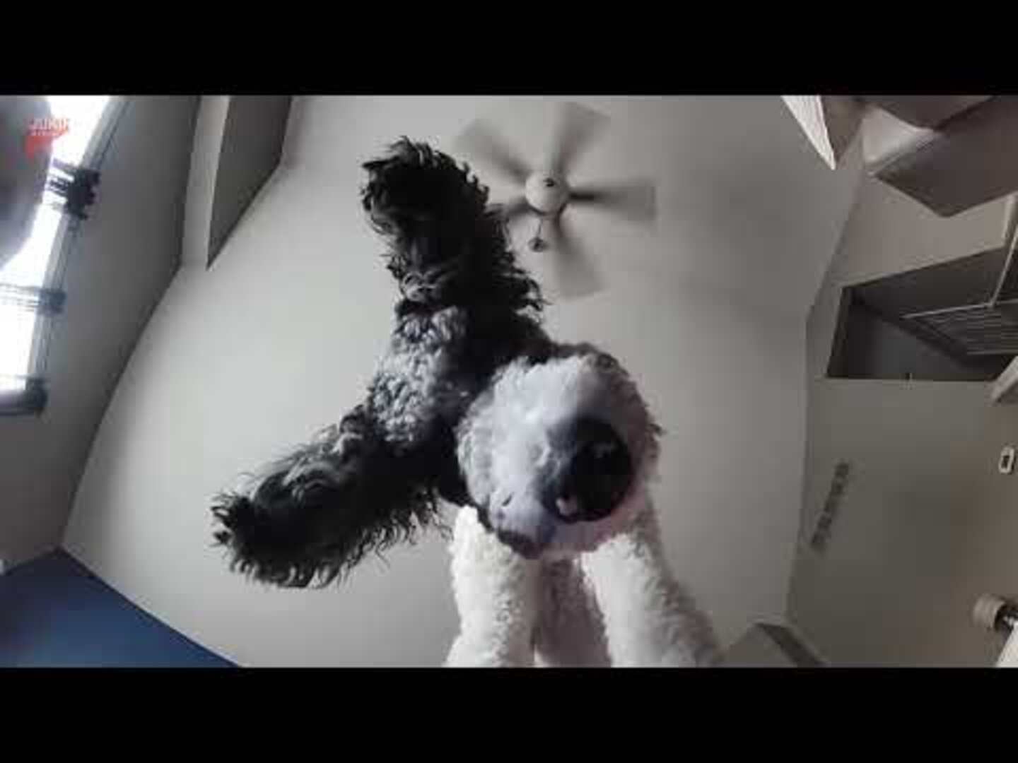 Dog plays with security camera