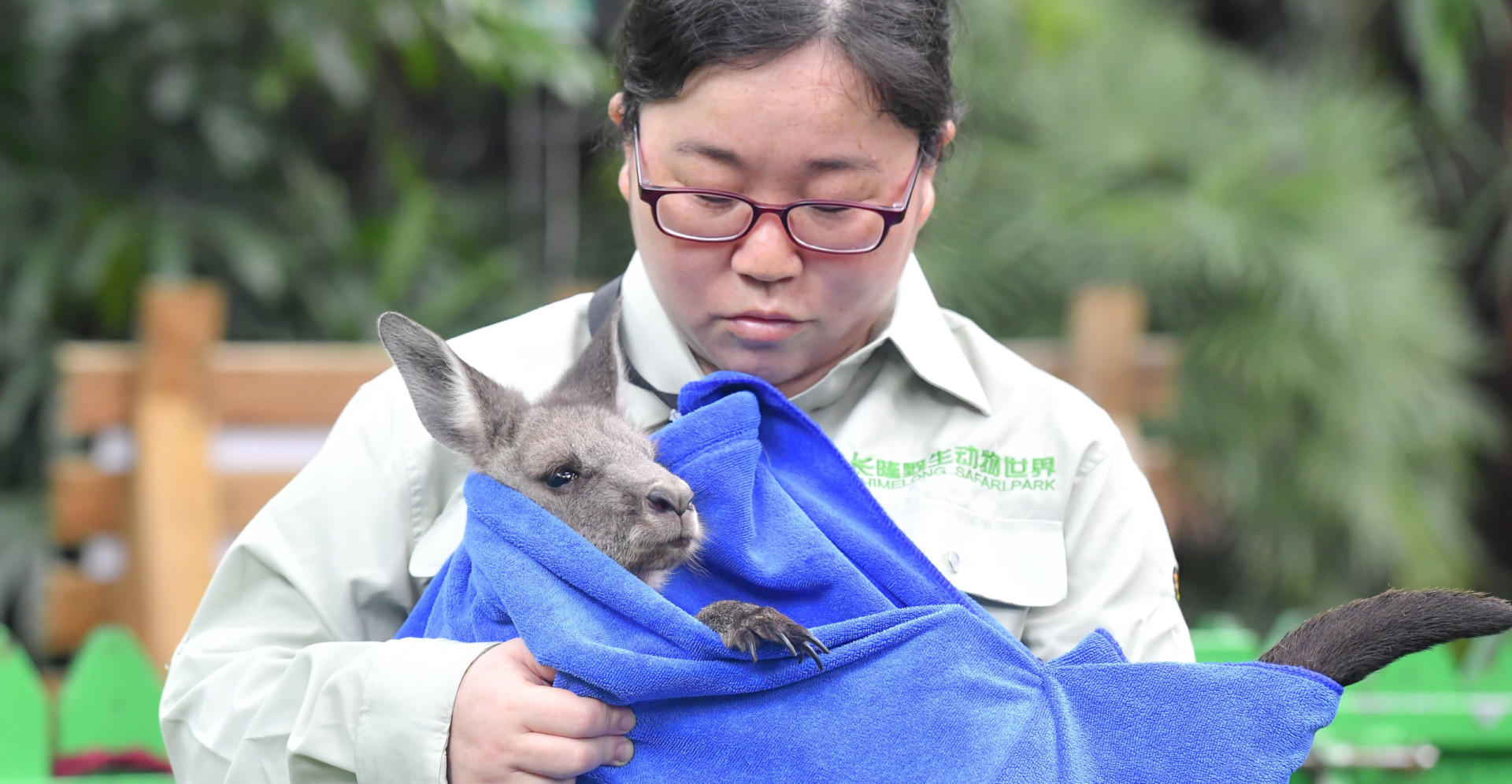 These mammals make the best human companions (according to science)