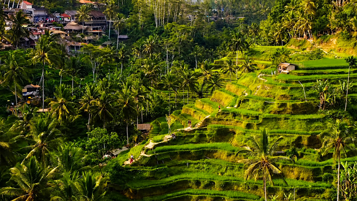 Green agricultural landscape with rice terraces and village