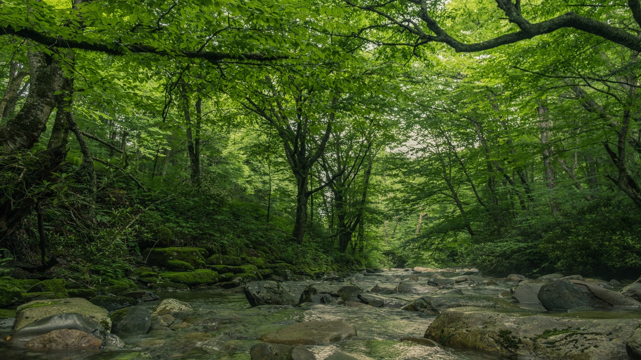 Tennessee’s only national forest has 20,000 species and most people ...