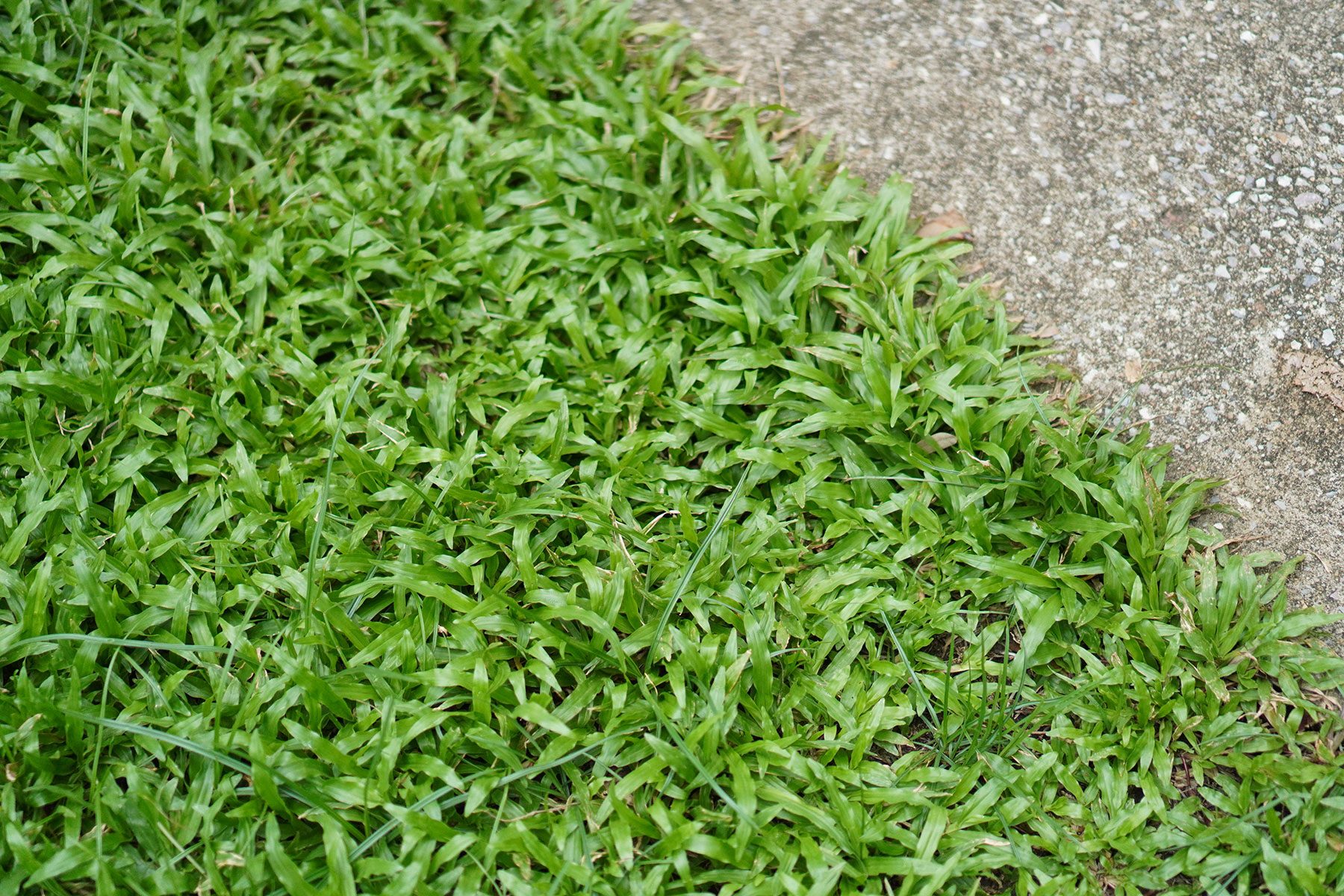8 must-know tips to drought-proof your lawn