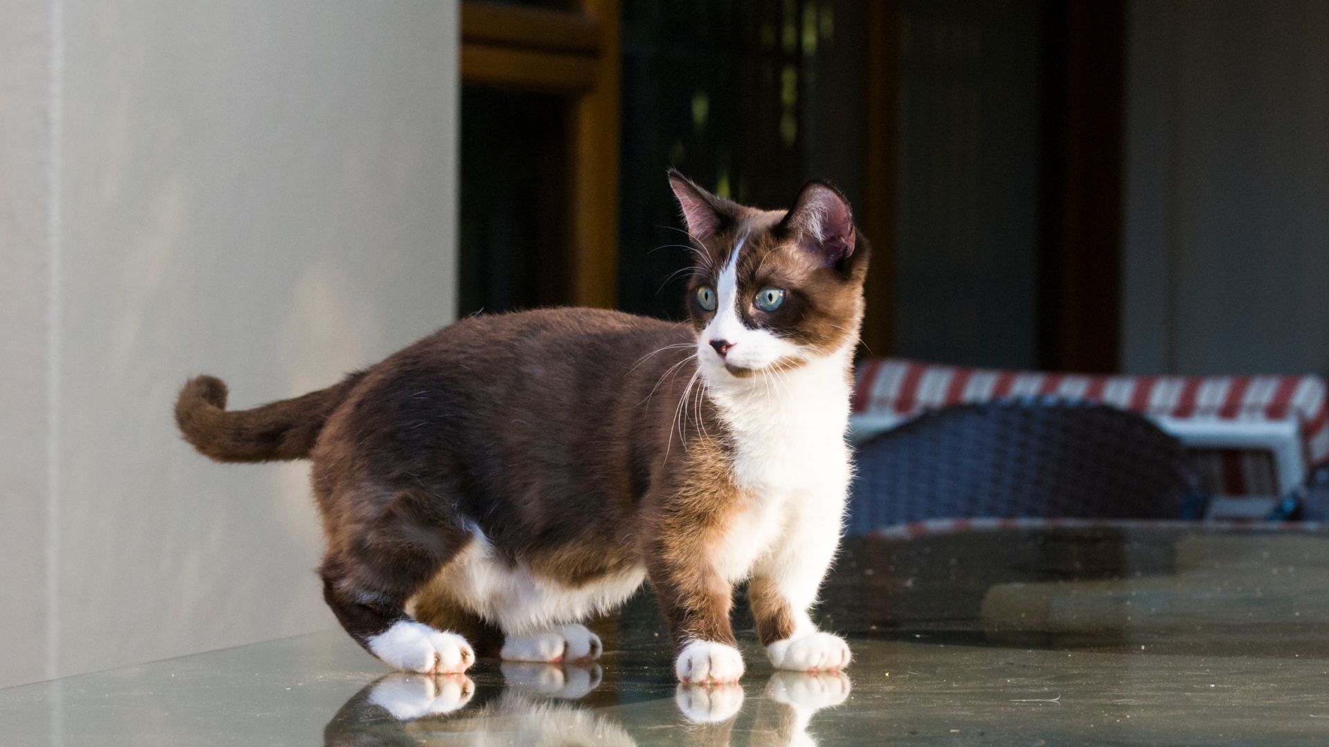 Facts about munchkin cats