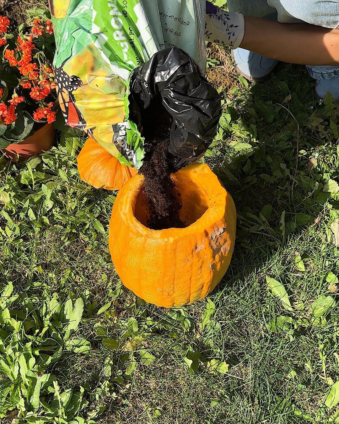 Truco de calabaza para flores florecientes 🎃💐
