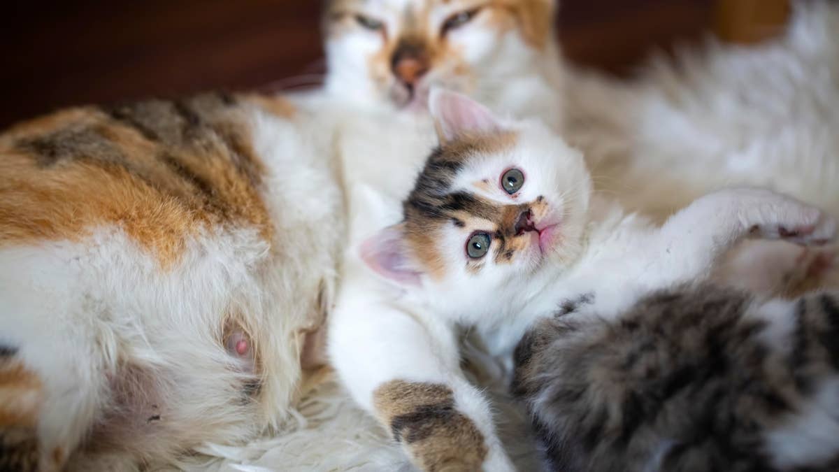 A surrogate cat just met her new kittens and the sound she makes is ...