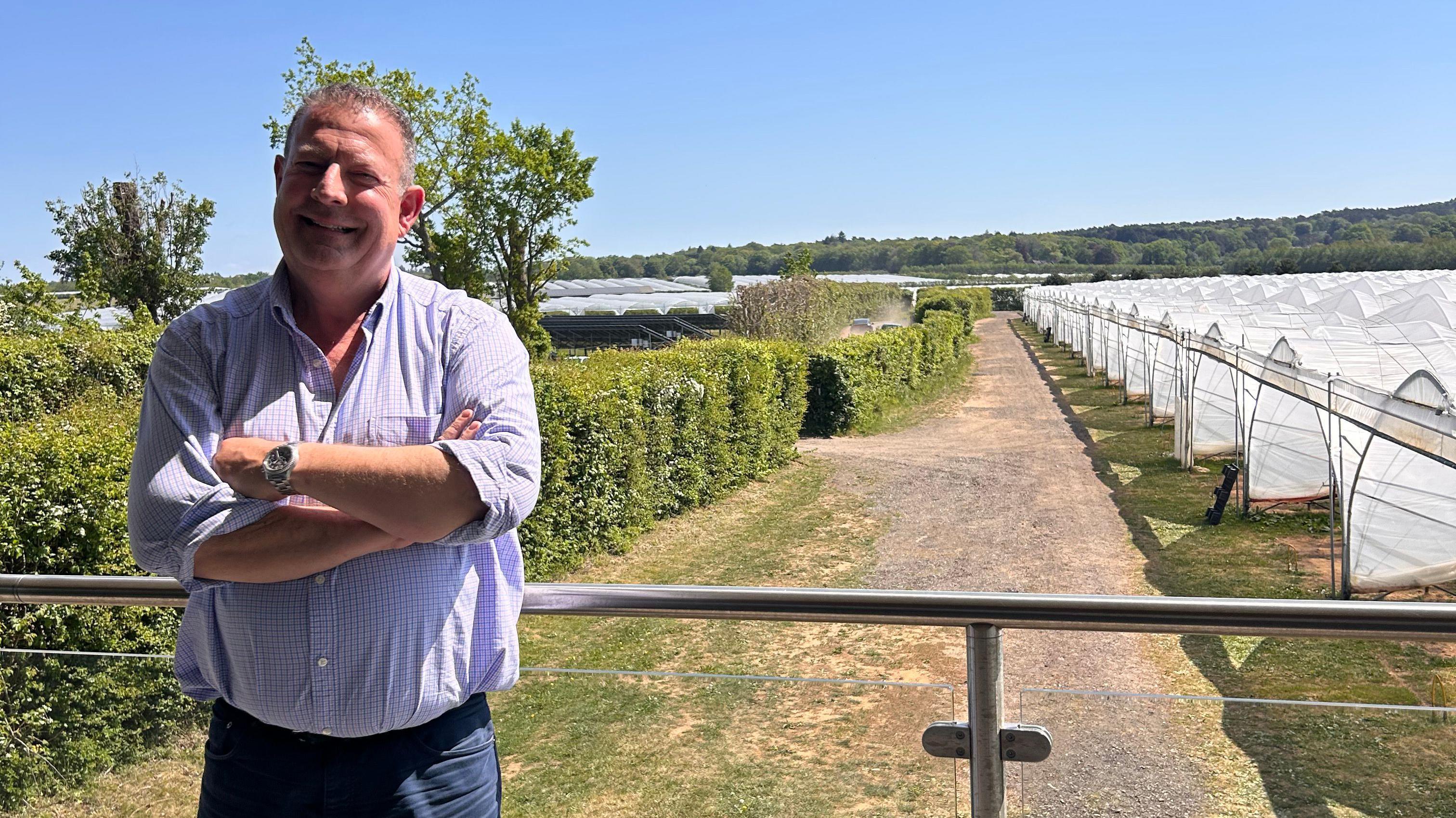 Farm ships 1.5m strawberry punnets in bumper crop