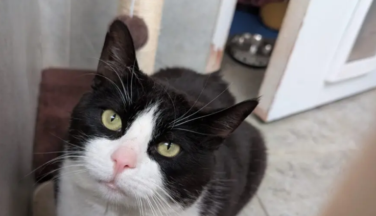 17 beautiful North East cats and dogs searching for their forever homes