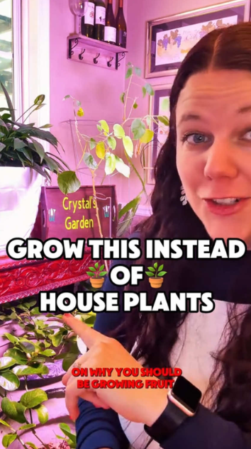 How to start a patio fruit garden in small spaces