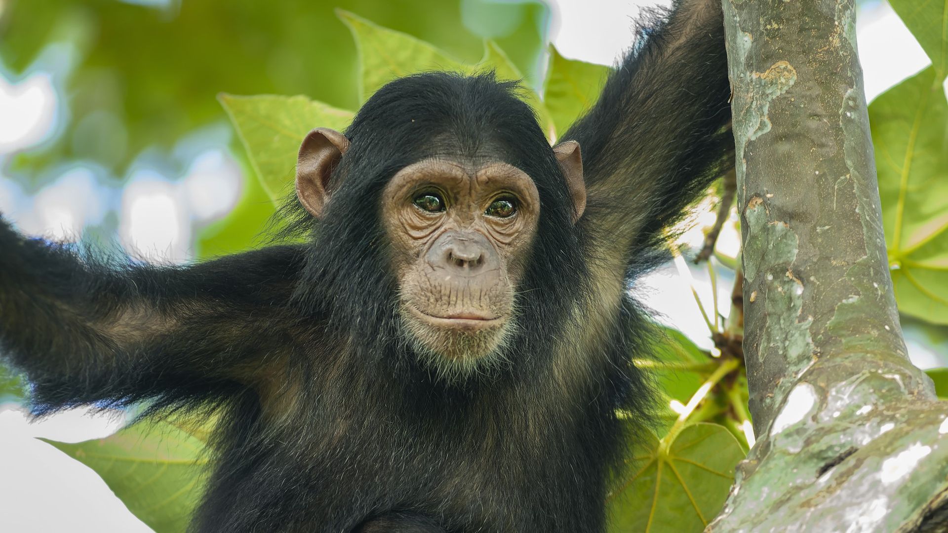 The world's smartest animals
