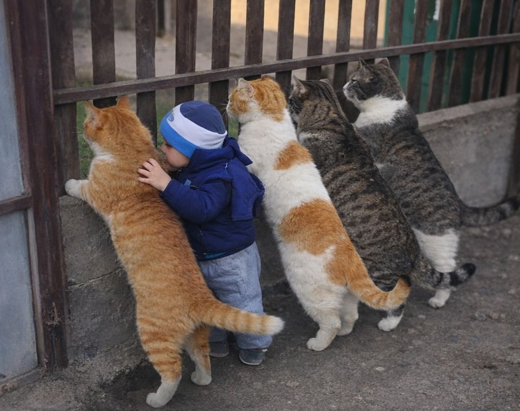 L’immagine di un bambino accanto a grandi gatti cattura l’attenzione ...