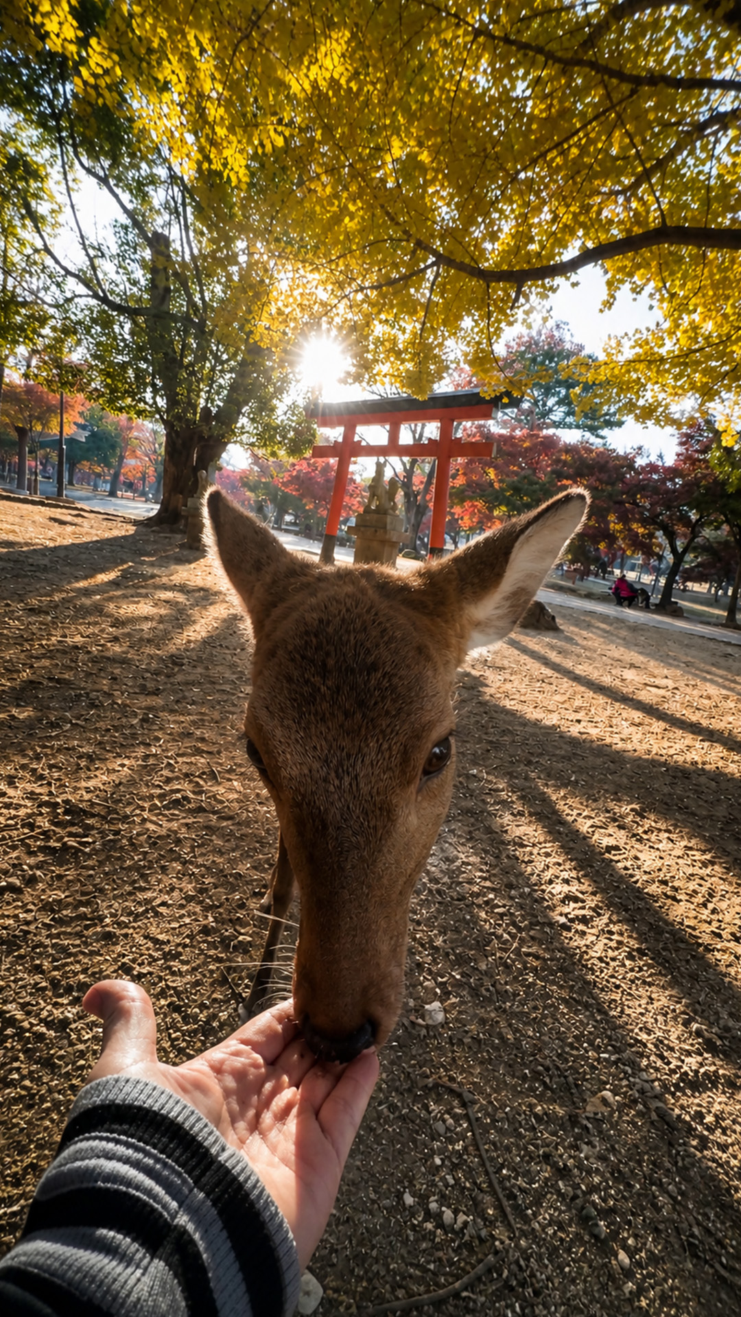 A close look at deer interactions in Nara Japan