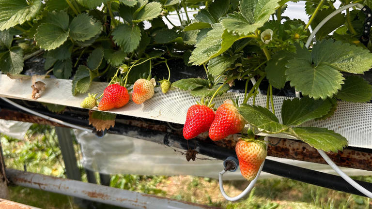 Farm ships 1.5m strawberry punnets in bumper crop