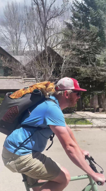 Cycling cats turn daily rides into viral outdoor moments