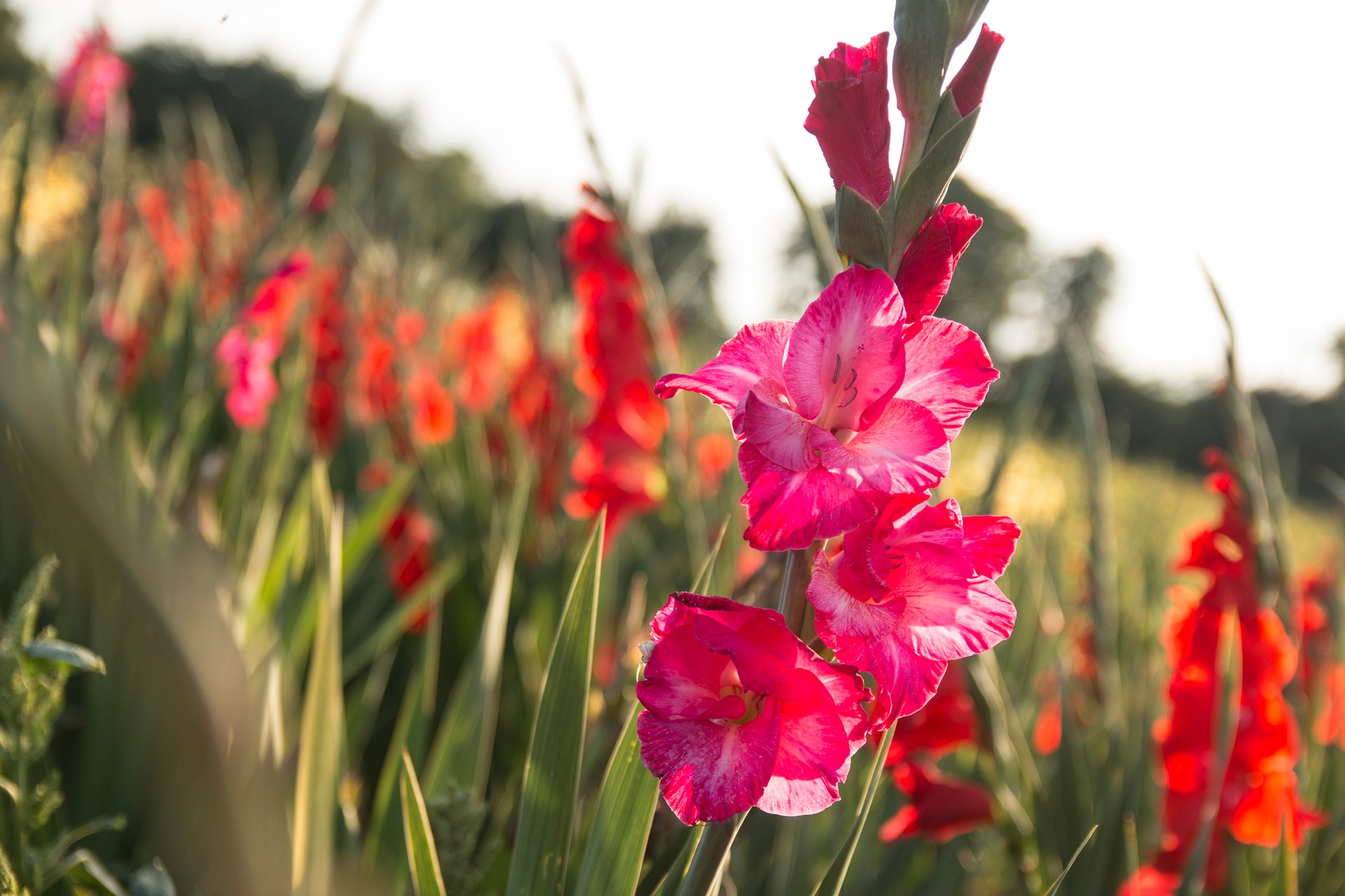 Blumen-DIY zum Aufhängen: So wird ein bekannter Ikea-Bilderrahmen zum ...
