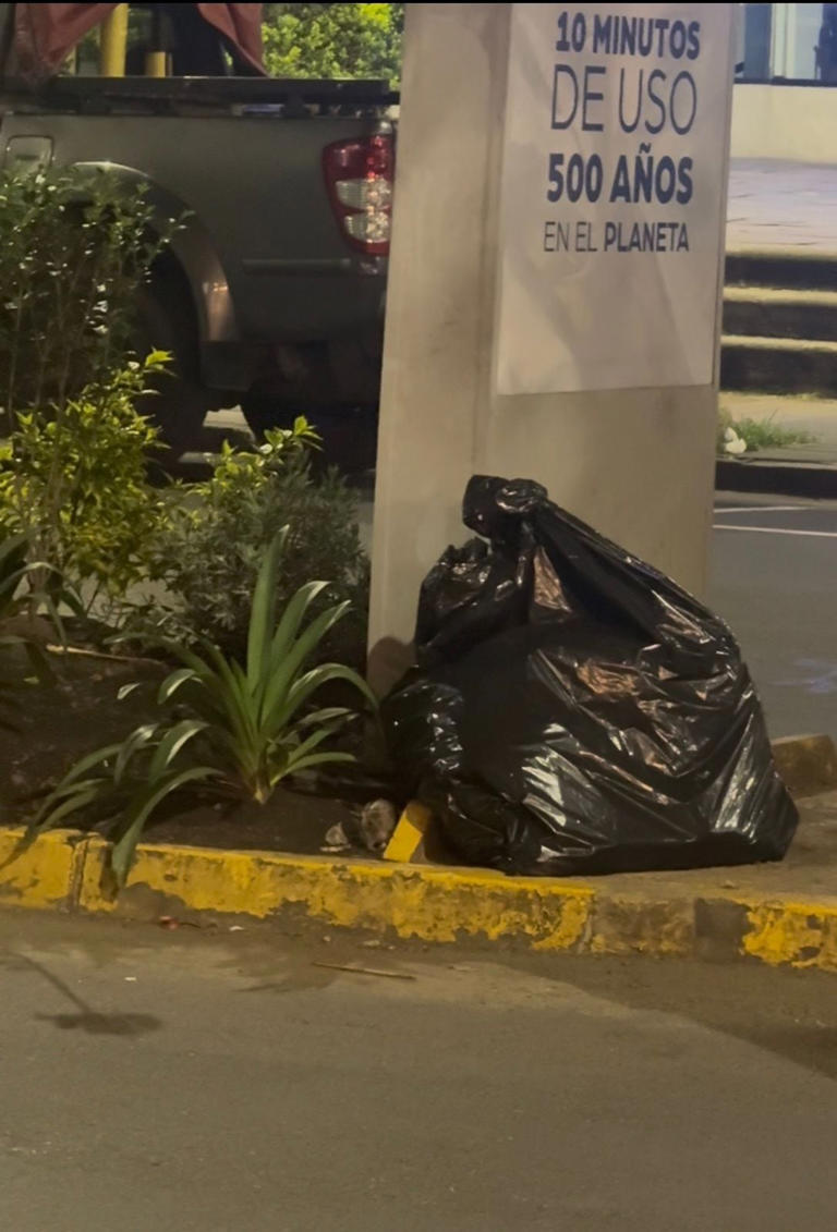 Quito: Plaga de ratas en la República de El Salvador ya suma 50 madrigueras