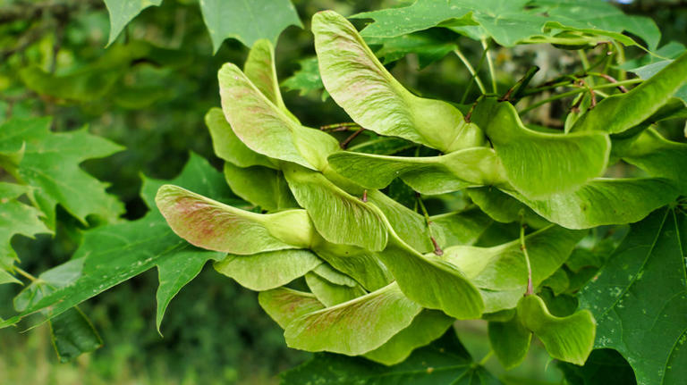 What to do if you find a Norway maple tree in your yard