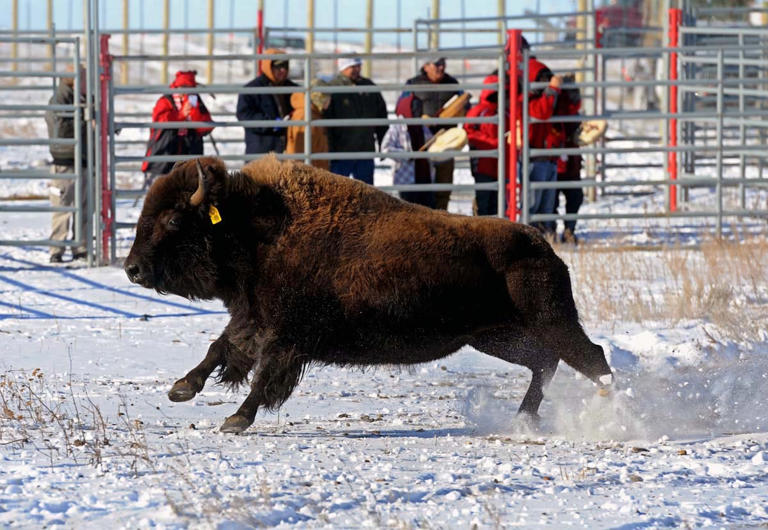 Trump gears up to deport hundreds of animals from red state prairie