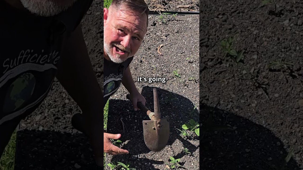 What happens to buried fish waste after 4 months in the garden?