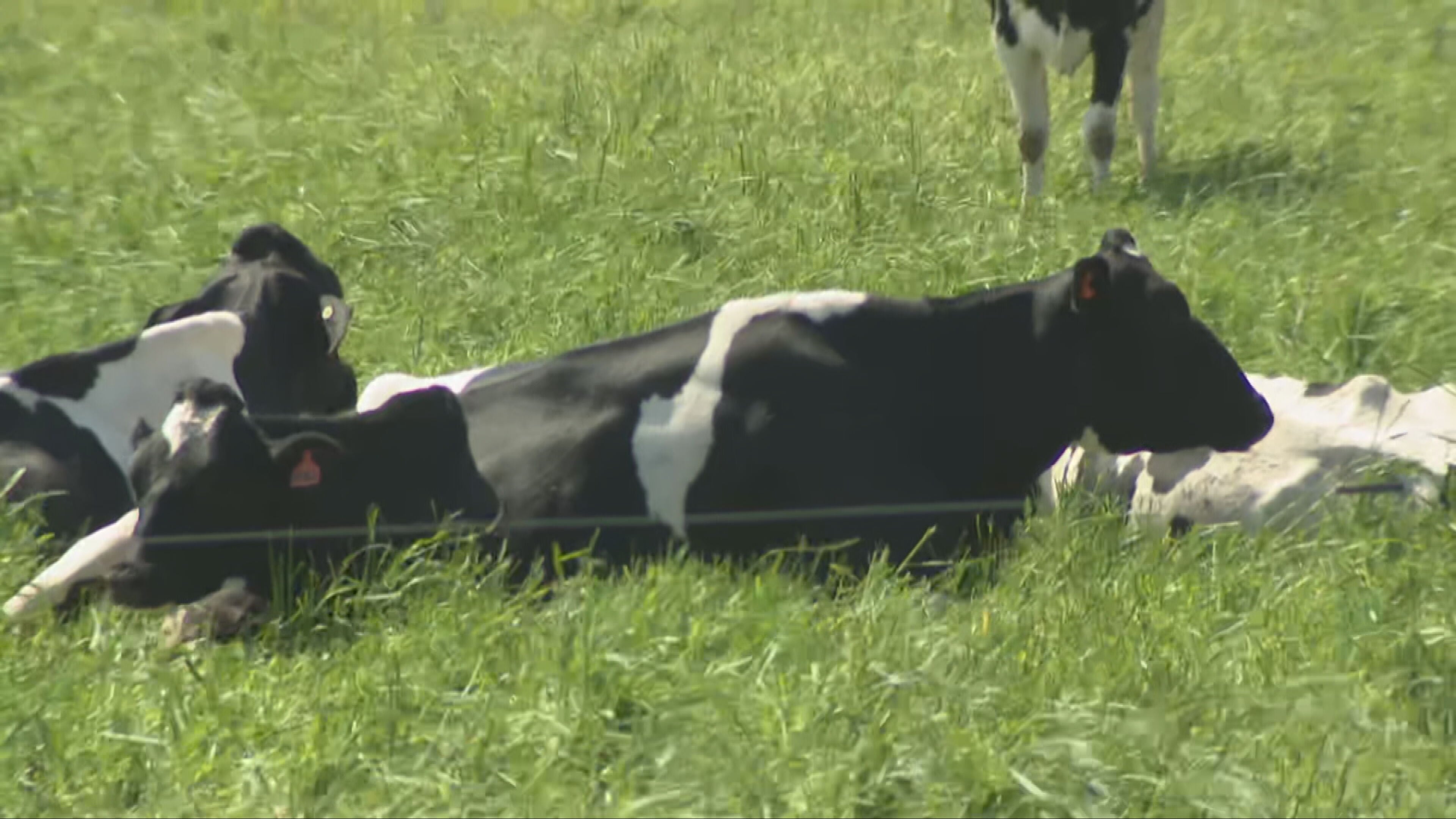 More than 60 calves, valued at $100K, stolen from farm overnight